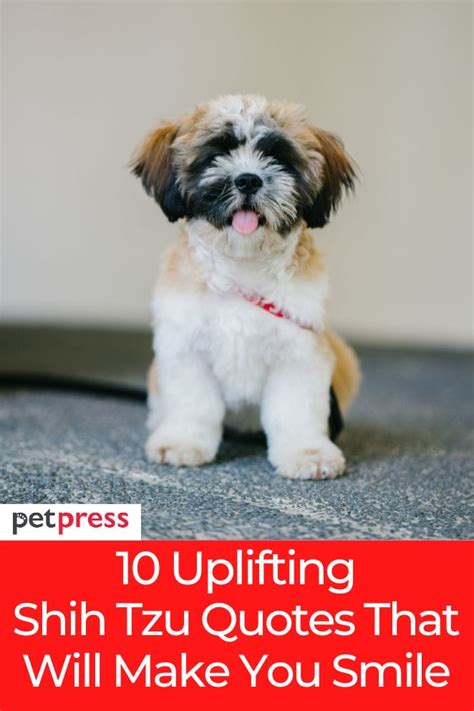 10 Uplifting Shih Tzu Quotes That Will Make You Smile