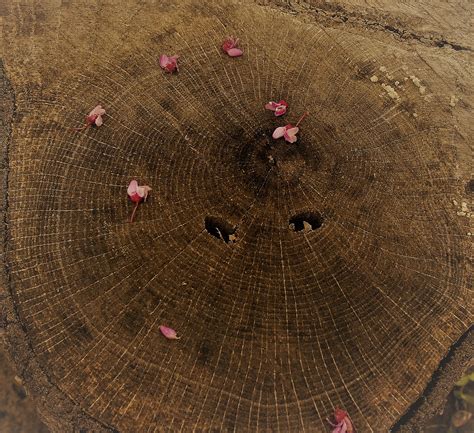 Tree Trunk Rings Free Photo On Pixabay Pixabay