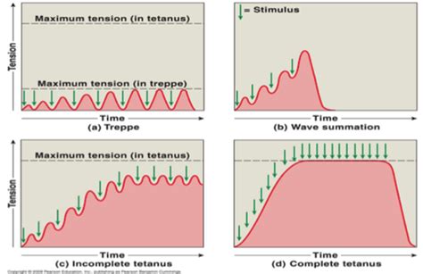 Wave Summation In Muscles