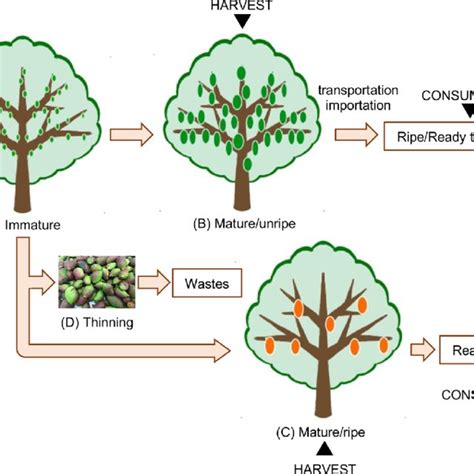 Flowchart Of The Production Of Fruits From Mango Cultivars Download Scientific Diagram