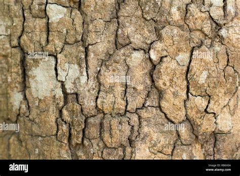 Tree Bark Texture Background Stock Photo Alamy