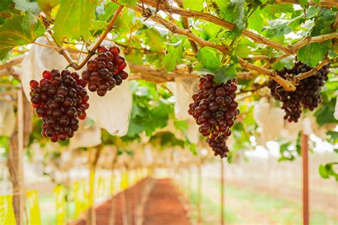 유기 정원이 농약에서 신선한 포도 그물과 종이 봉지와 곤충 보호 무료 곤충 함정 건강 한 포도 나무입니다 가을에 대한 스톡 사진 및 기타 이미지 Istock