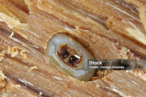 Closeup Of The Head Of A Larva Of A Longhorn Beetle In A Larval Tunnel
