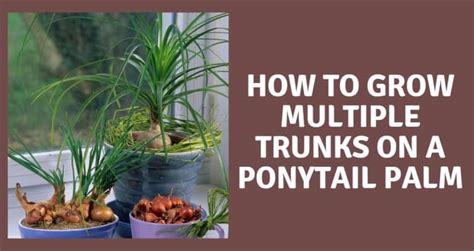 How To Grow Multiple Trunks On A Ponytail Palm HousePlantsInfo Com