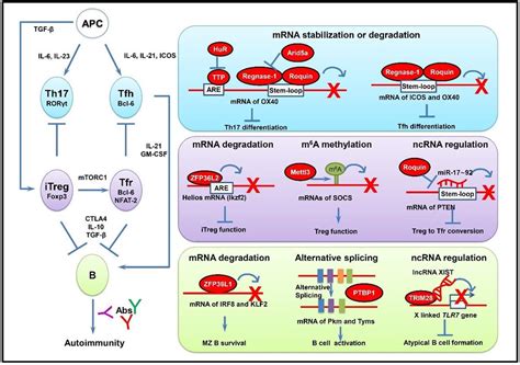 Cell Research 曹雪涛、刘娟发表rbp Rna互作控制自身免疫和自身炎症长篇综述 中国免疫学会