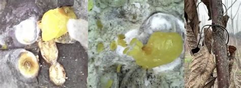 Effective San Jose Scale Control In Cherry Orchards Strategies And Timing