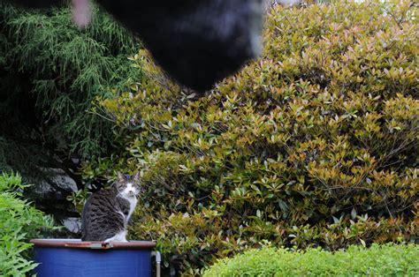 ドラム缶と猫 GANREF