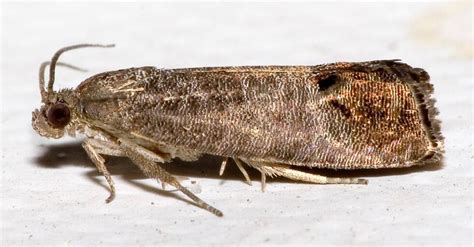 Codling Moth The Daily Garden