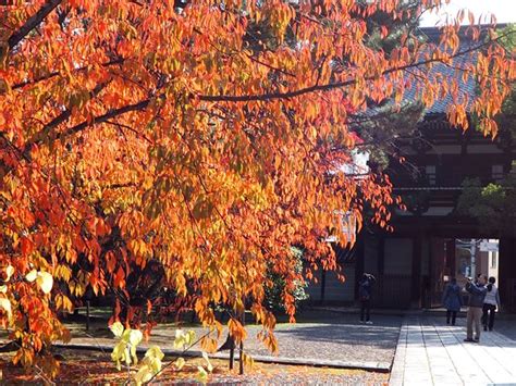 広隆寺の紅葉舞子の浜小さな旅