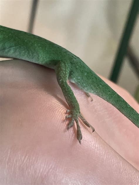 Bumpy Anole Tail Is This Normal R Reptiles