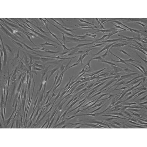 原代细胞 南京森贝伽生物科技有限公司