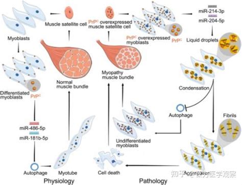 Nature子刊 武汉大学梁毅团队发现肌肉细胞分化的调控新机制 知乎