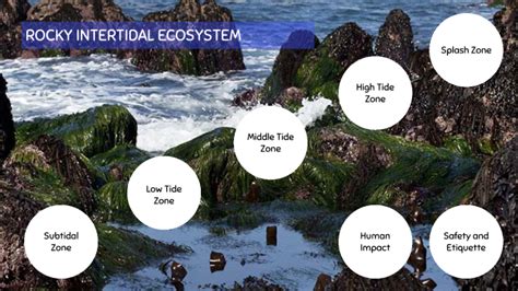 Rocky Intertidal Ecosystem By Jovene J Wen On Prezi