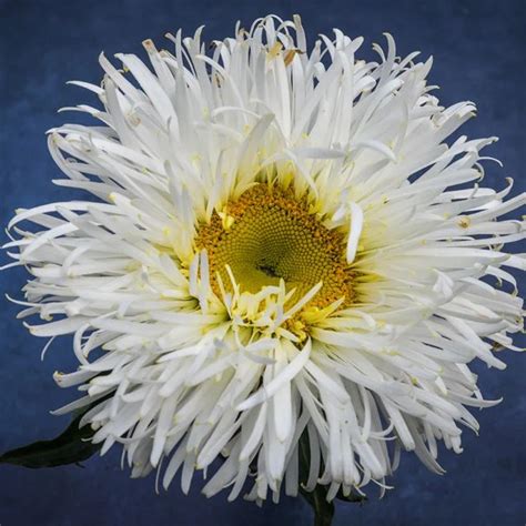 Daisy Crazy Hader Farm