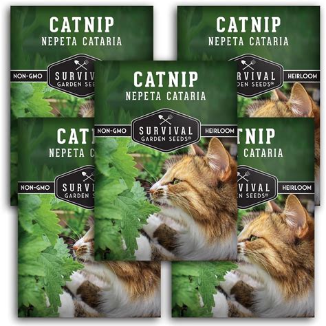 Catnip Seed For Planting 5 Packets With Instructions To