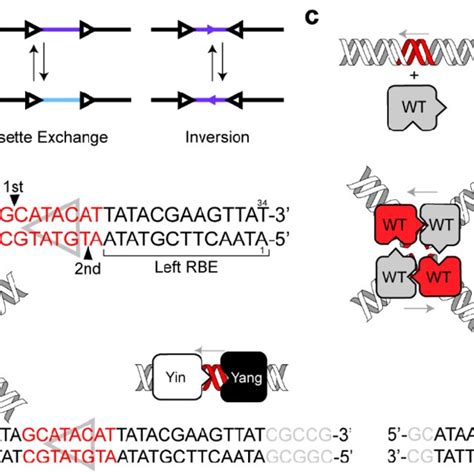 Assembly Pathway Of Cre Recombinase On Loxp Dna Binding Of The First Download Scientific