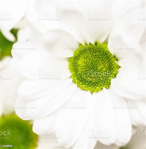 추상꽃 배경 흰색 국화 꽃잎 휴일 브랜드 디자인매크로 꽃 배경 0명에 대한 스톡 사진 및 기타 이미지 0명 개념 계절 Istock