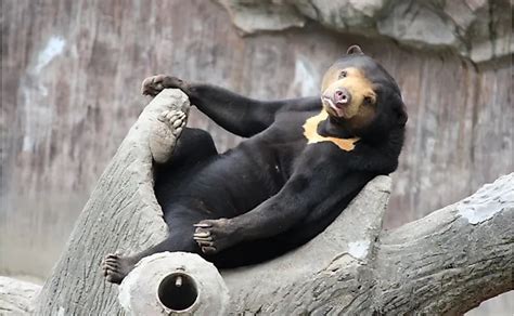 All About The Spectacled Bear South Americas Only Bear Species