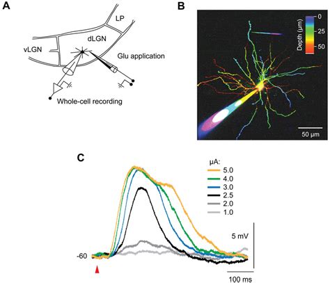 Dendritic Plateau Potentials Modulate Neuronal Function