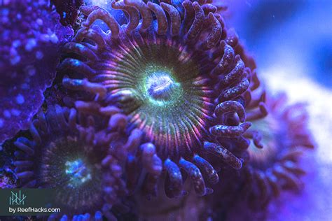 Ultimate Zoanthids Coral Hacking Guide With Amazing Pictures Ultimate Zoanthids Coral Hacking Guide With Amazing Pictures