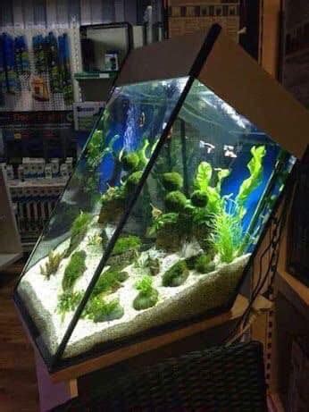 Vivarium With Aquascape Aquarium Design Modelos De Aquarios Design De Aquário Aquário Doméstico