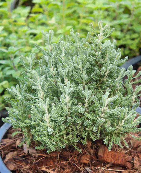 Santolina Chamaecyparissus Hayloft