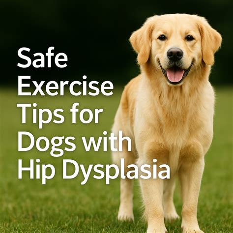Safe Exercise Tips For Dogs With Hip Dysplasia Lispoo