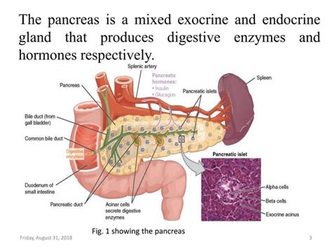 Histology Of The Pancreas Gall Bladder And Appendix By Zachariah Richard Ppt