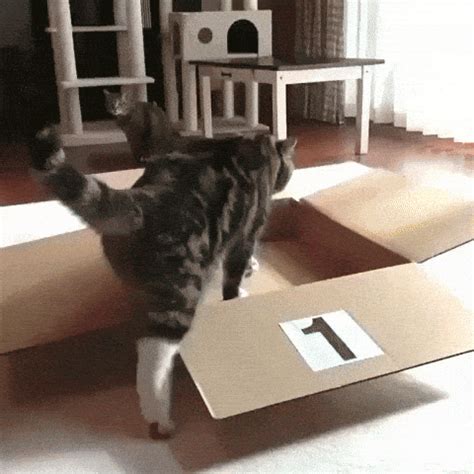 Cat Jump 