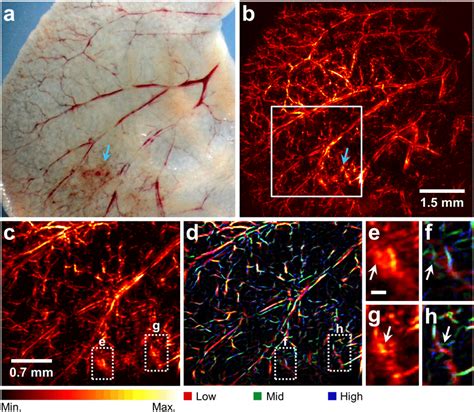 15 Rsom Imaging Of A Mouse Ear Ex Vivo Comparing The Full Bandwidth