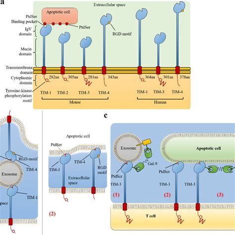 The Structure Of Tim And The Binding To Ptdser The Structure Of Tim Download Scientific