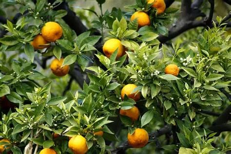 How To Prune Orange Tree Step By Step Guide 2024 The Garden Style