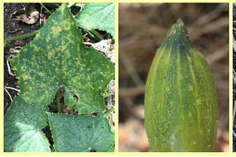 Bad Cucumbers Symptoms Prevention And Side Effects Happiness Cucumber