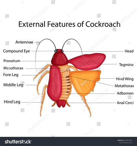 Cerci Cockroach Over 3 Royalty Free Licensable Stock Illustrations
