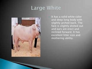 Hog Breeds PPT