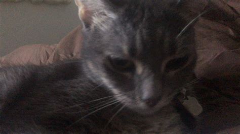 Anyone Else Got A Very “licky” Cat 😆♥️ R Cats