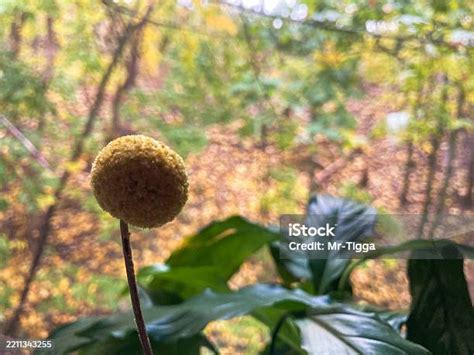 바로 피어날 준비가 된 노란색 꽃봉오리가 있는 화분에 심은 식물이 인공 조명 아래 전시되어 있으며 배경에는 단풍이 있습니다 가을에 대한 스톡 사진 및 기타 이미지 Istock