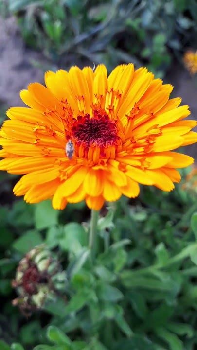 Така різна календула українською квіти Flowers село Youtube