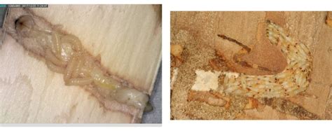 USDA Seeks Ash Trees To Battle EAB