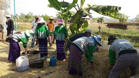 မိုးနဲမြို့တွင် အီးအမ် Em ဘိုကာရှီ မြေဆွေးပြုလုပ်နည်း တောင်သူပညာပေးသရုပ်ပြဆောင်ရွက