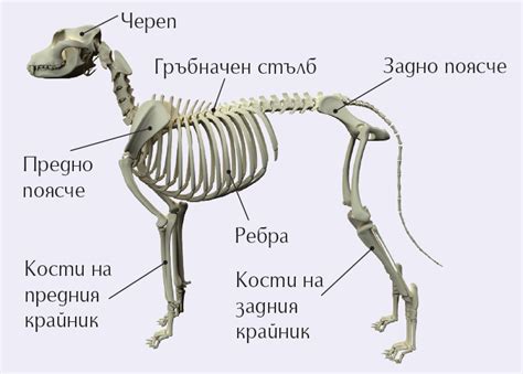 Движение при животните Опорно двигателна система