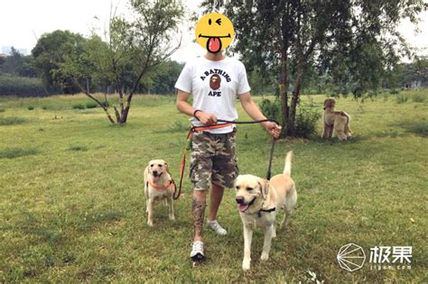 遛狗也能不用手？有了这条牵引绳一人从容遛三狗