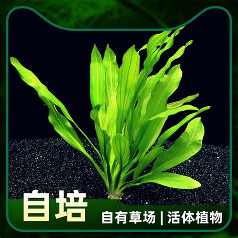 千草堂水族水草新手鱼缸易养易活冷水养活体淡水植物矮生长叶九冠 虎窝淘