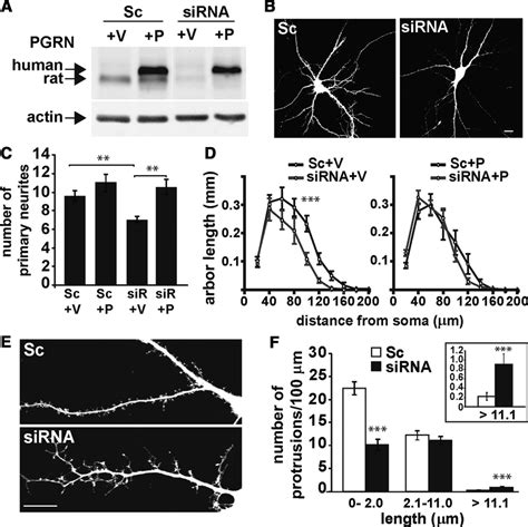 Dendritic Arborization And Spine Density Are Reduced In Pgrn Deficient