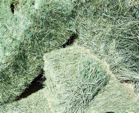 Premium Teff Grass Hay For Sale Conway Feed And Supply