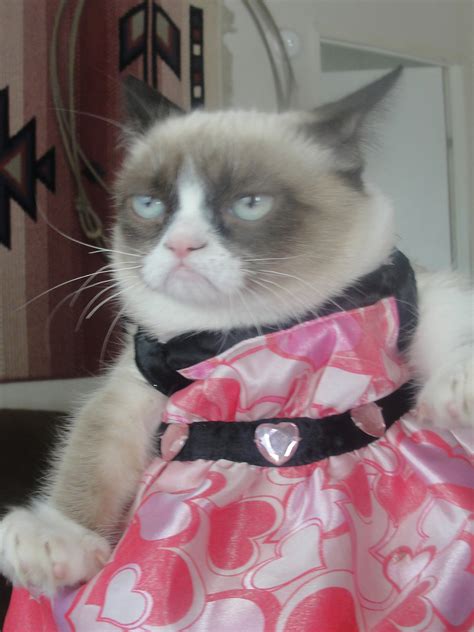 Princess Grumpy Cat Rpics