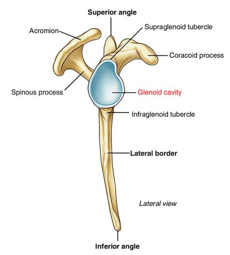 Scapula Diagram Glenoid Fossa
