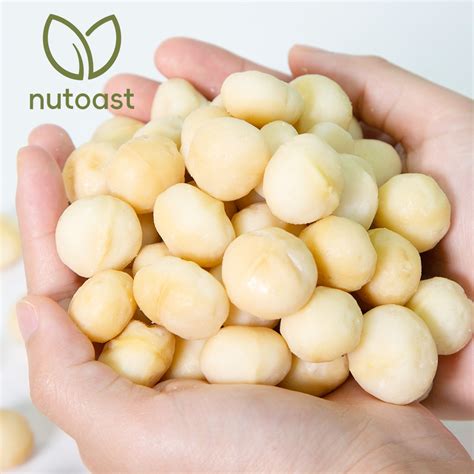 Nutoast Wholesale Macadamia Kernel Raw