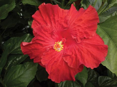 Hibiscus Rio Clara Absolute Ruby Ball