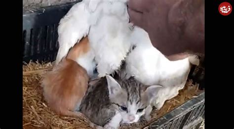 ویدیو حمایت باورنکردنی یک مرغ از چند بچه گربه؛ پناهگاهی گرم و نرم